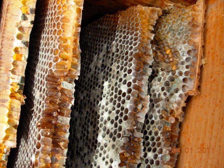 LA LOQUE AMERICAINE – Centre Apicole de l'Hérault