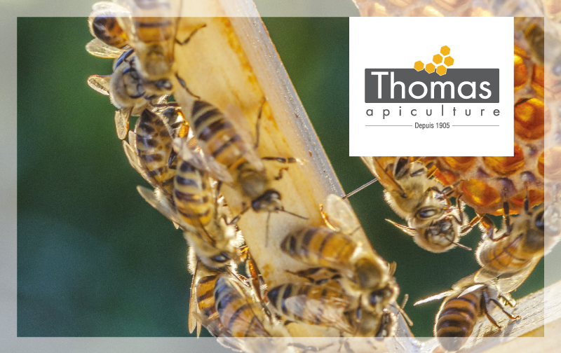 Actualités – Centre Apicole de l'Hérault
